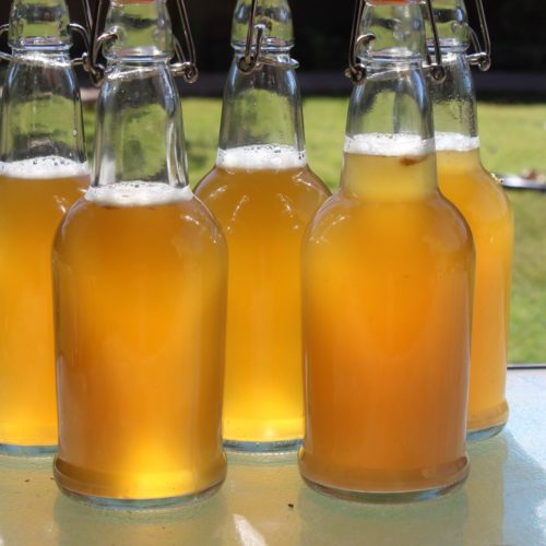 How to Make Hops Kombucha
