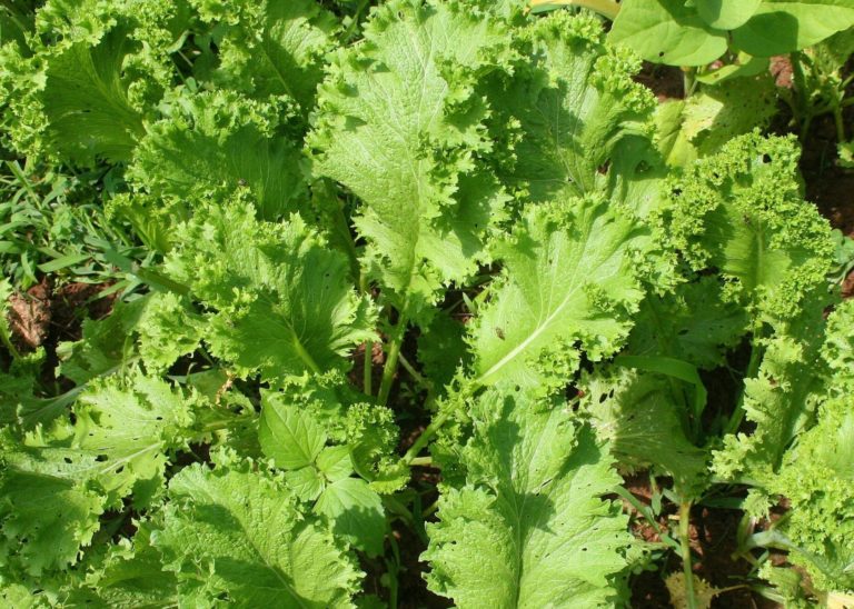 Mustard as a Cover Crop