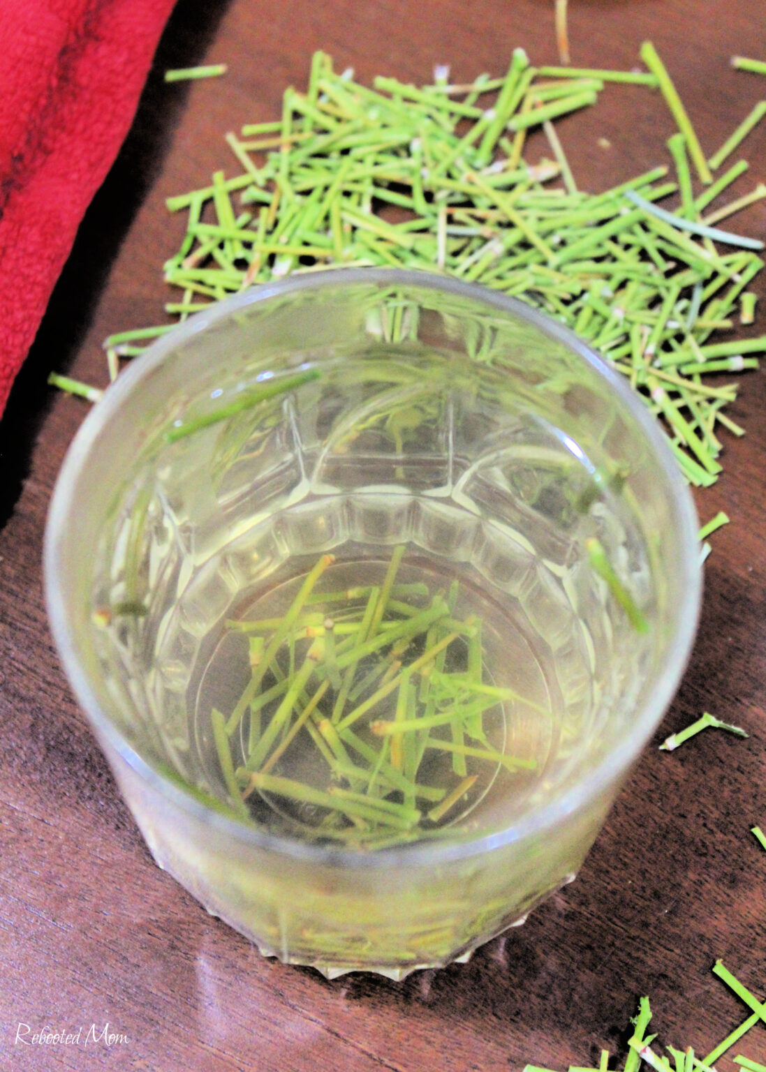 Mormon Tea – Harvesting and Preparation
