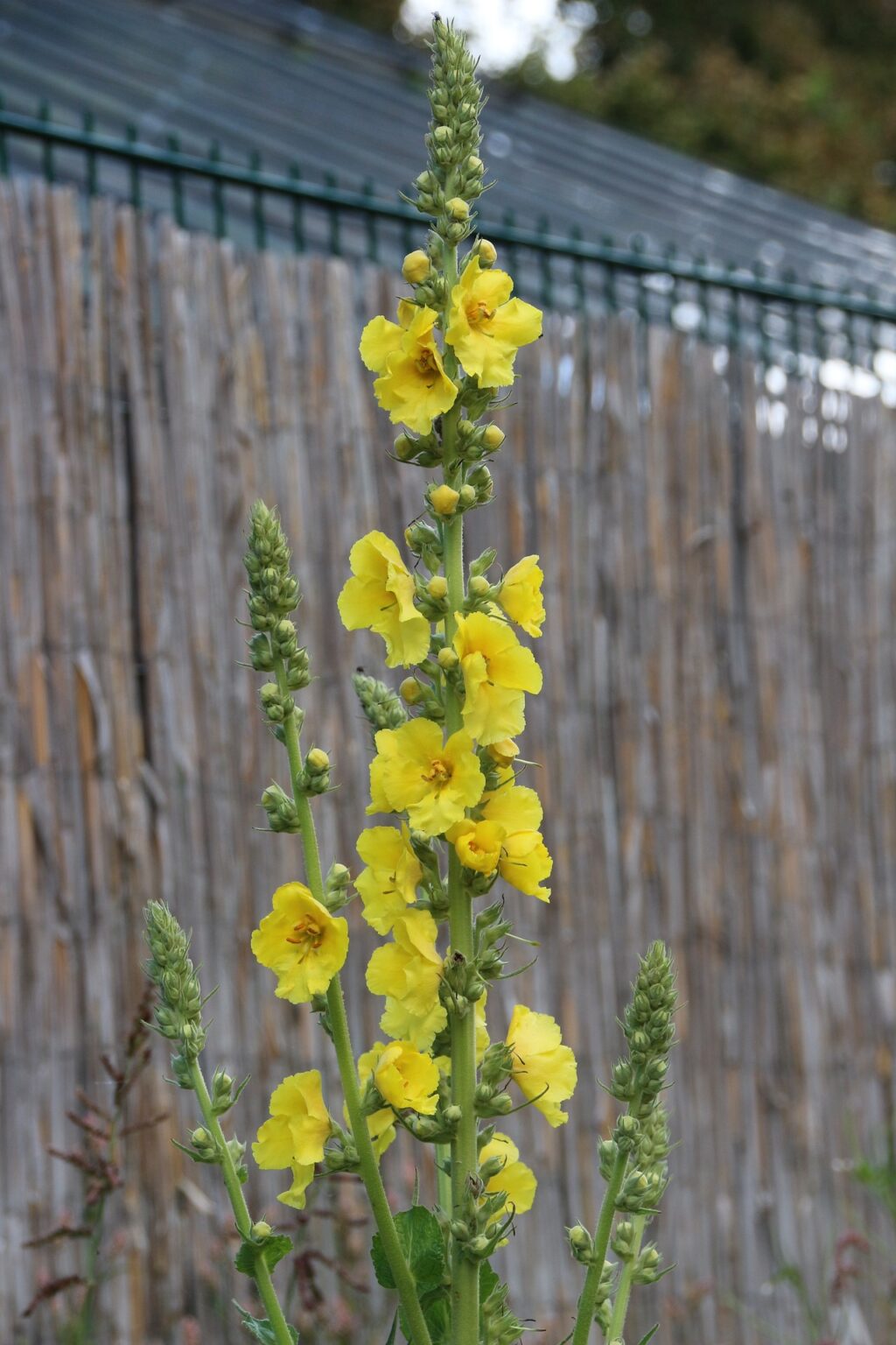 How to Forage and Use Mullein
